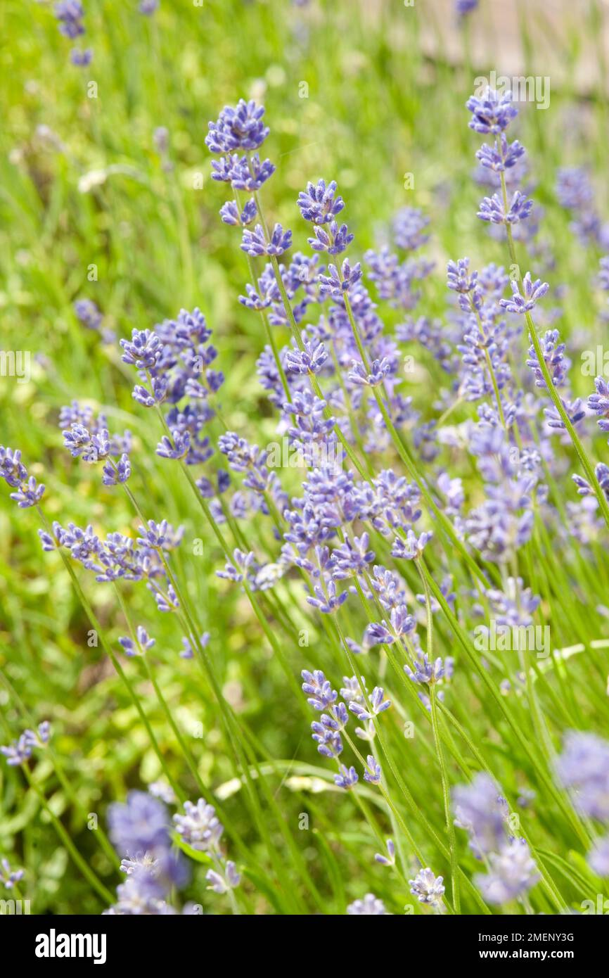 English lavender hi-res stock photography and images - Alamy