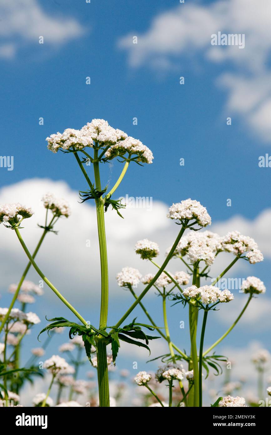 Valeriana officinalis (Valerian) bearing tiny flowers on long stems ...