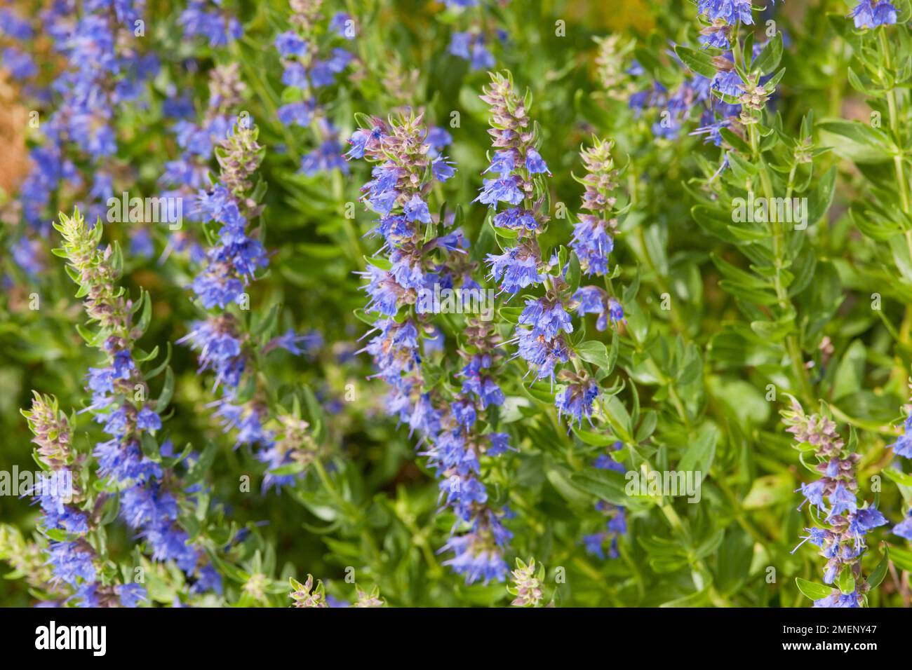 Purple leonurus cardiaca hi-res stock photography and images - Alamy