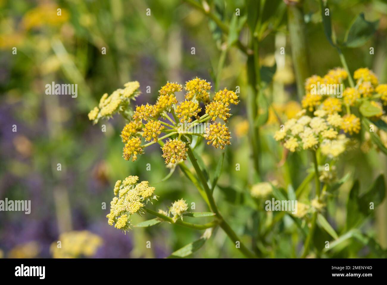 Yellow flowers and buds of Levisticum officinale (Lovage) on long stem ...