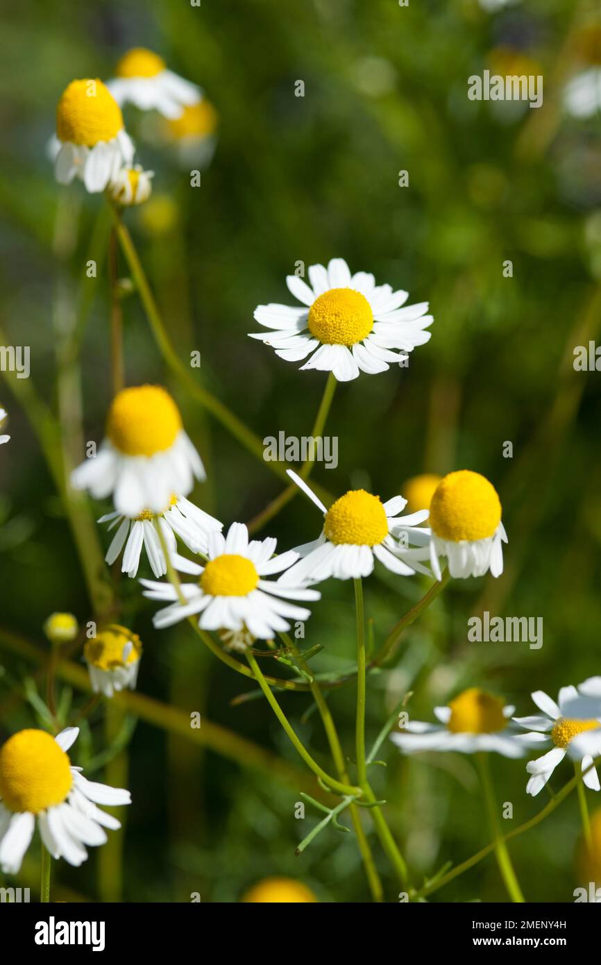 White Matricaria recutita (German chamomile) flowers with yellow disc ...