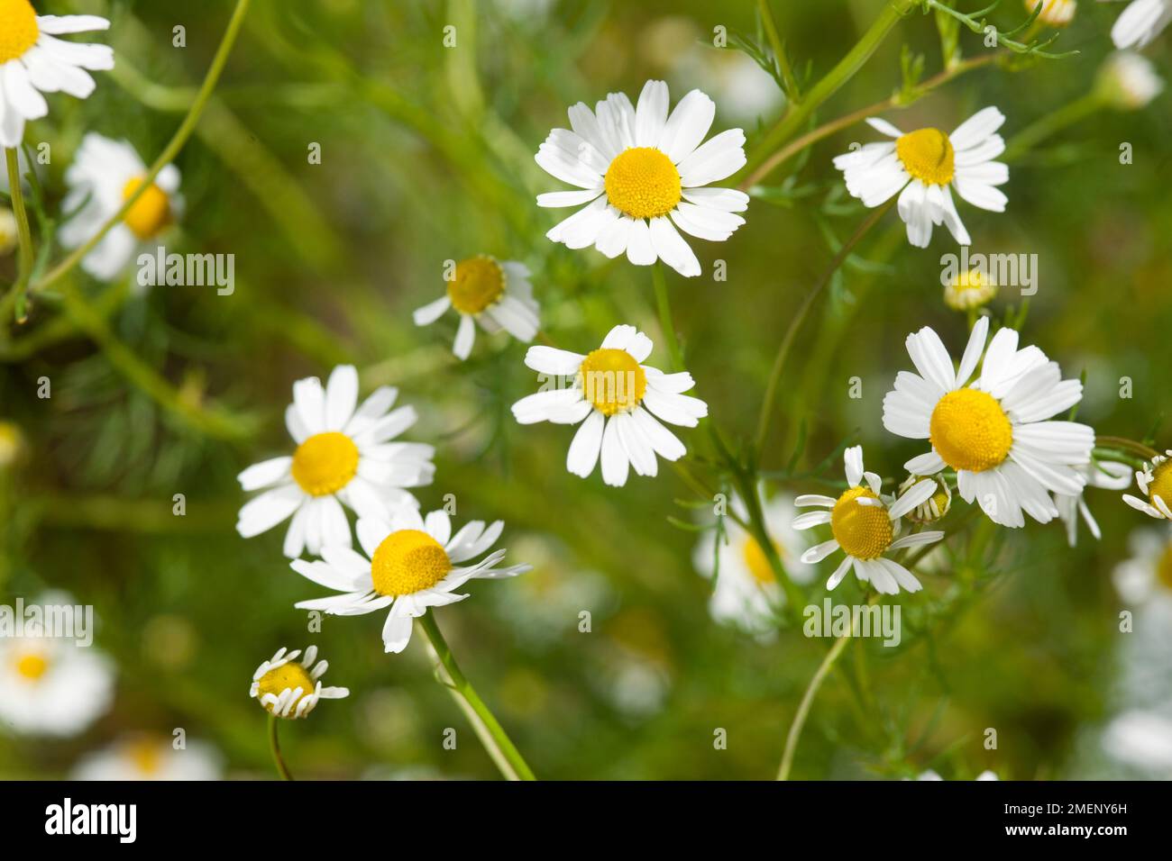 White Matricaria recutita (German chamomile) flowers with yellow disc ...