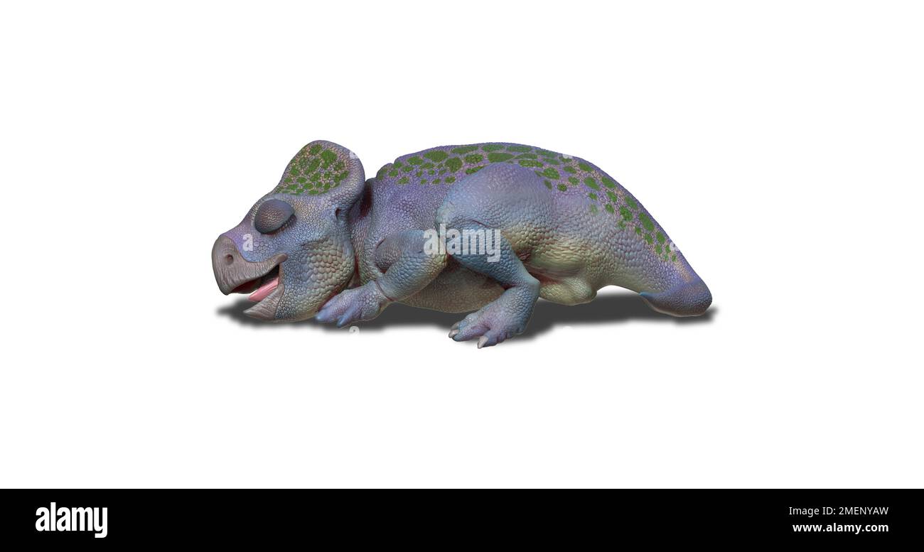 Artwork of a baby dinosaur Protoceratops, side view, lying down and ...