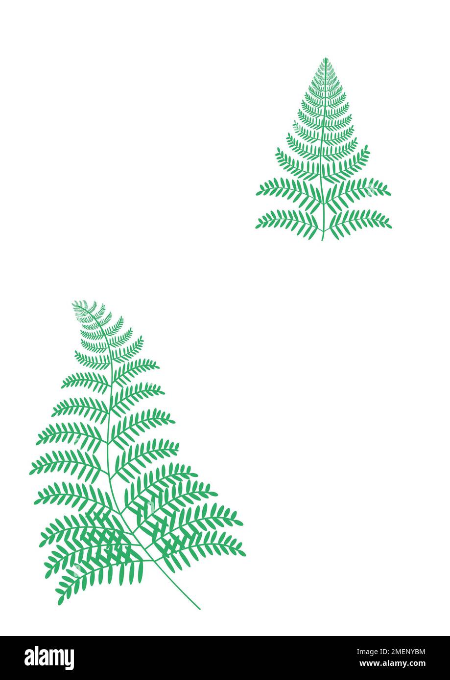 Vector artwork of fern leaves Stock Photo - Alamy