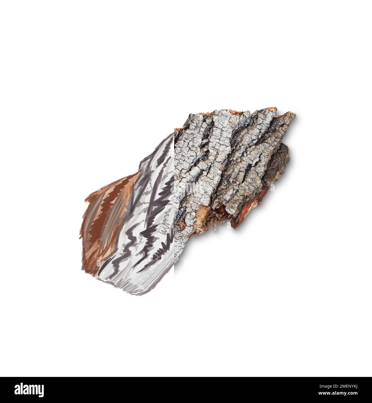 Bark colour Cut Out Stock Images & Pictures - Alamy