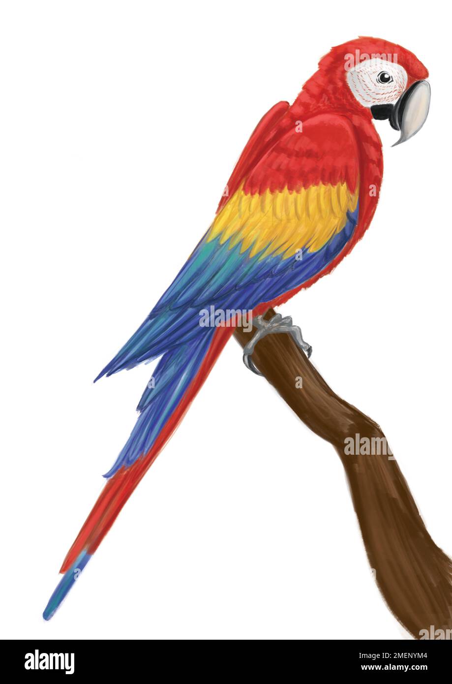 Red Macaw parrot Stock Photo - Alamy