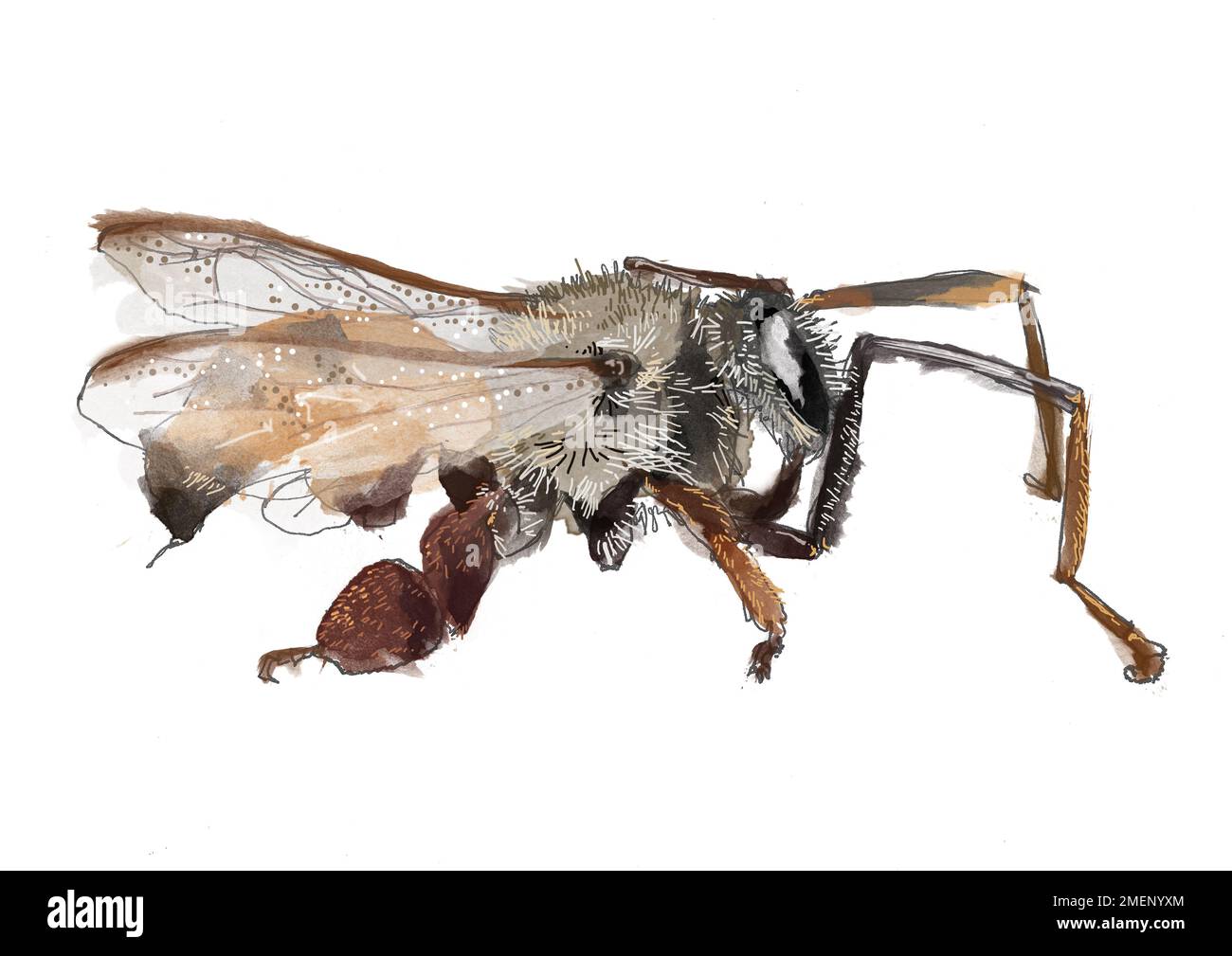 Bee (Rediviva emdeorum Stock Photo - Alamy