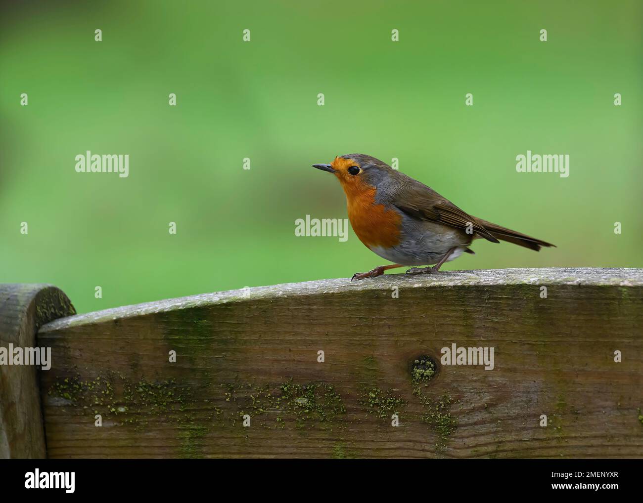 Robin (Erithacus rubecula), sitting on garden bench, rural garden ...