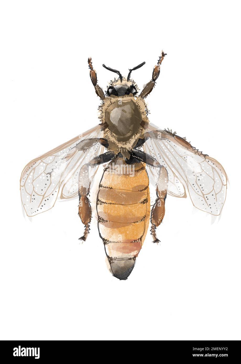 Queen of the animals hi-res stock photography and images - Alamy