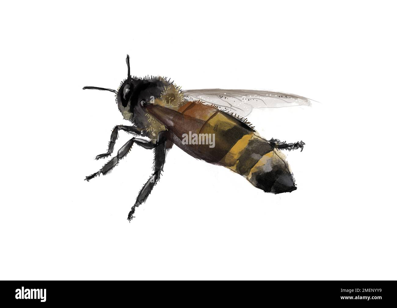 Bees and bee honey Cut Out Stock Images & Pictures - Alamy