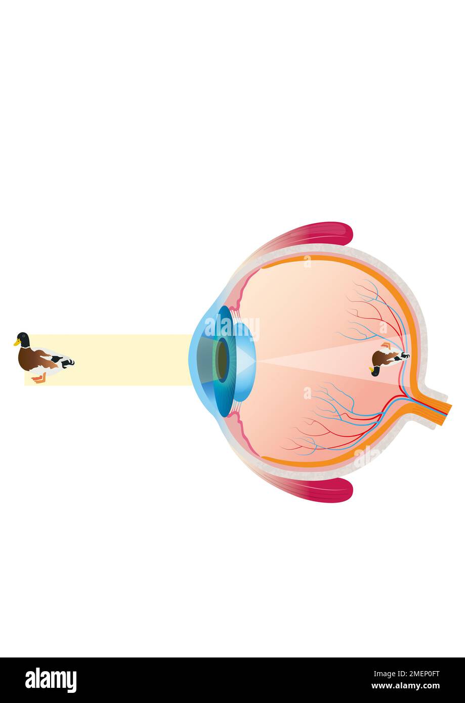 Human eye diagram hi-res stock photography and images - Alamy