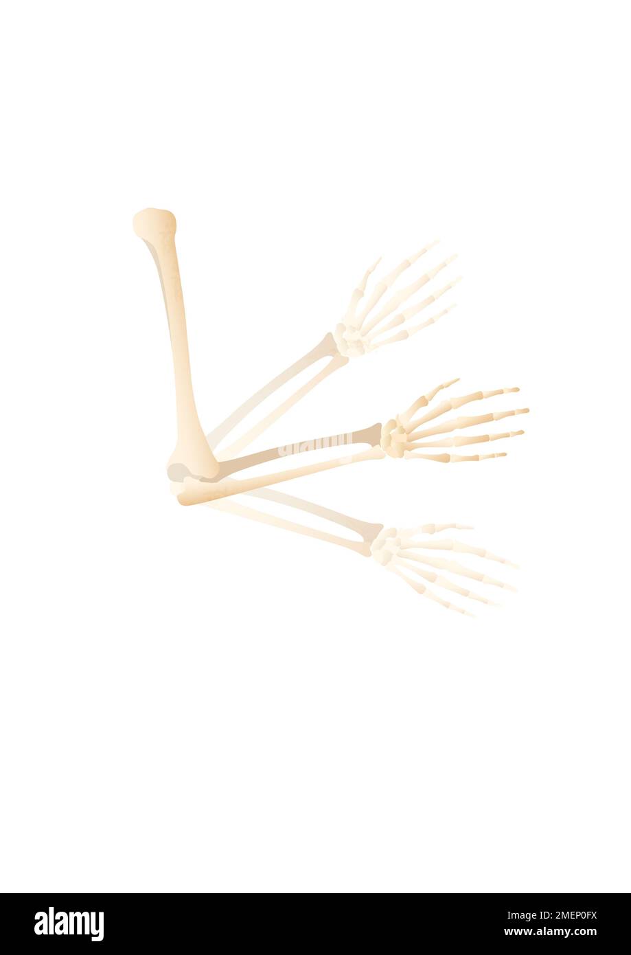 Muscles skeleton Cut Out Stock Images & Pictures - Alamy