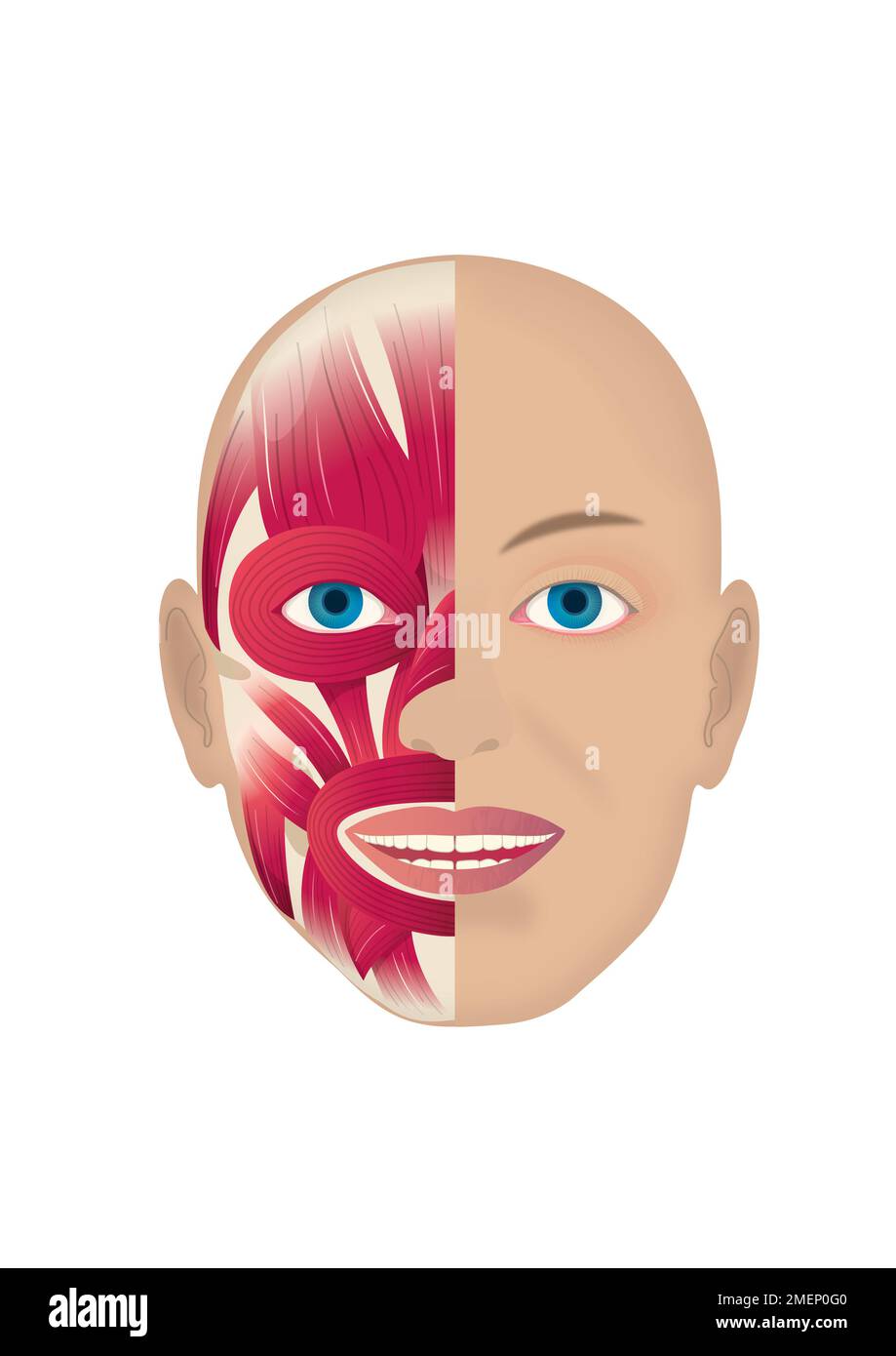 Muscles: Face muscle system Stock Photo - Alamy