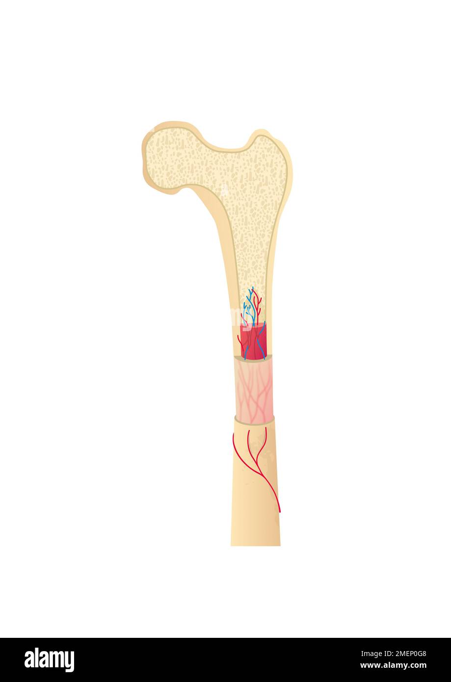 Human bone marrow hi-res stock photography and images - Alamy