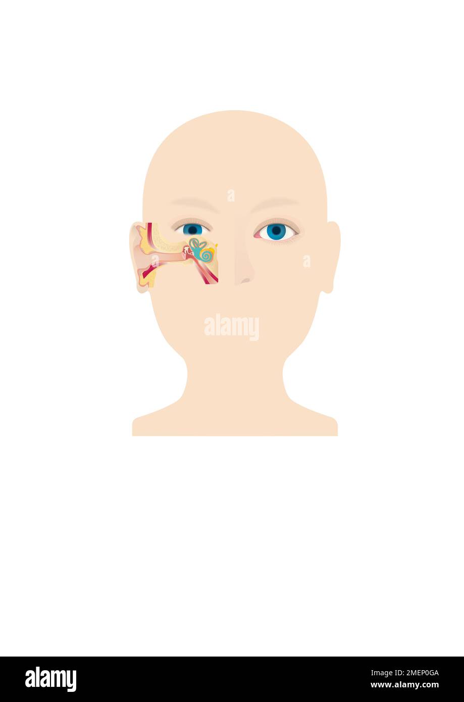 Inner organs Cut Out Stock Images & Pictures - Alamy