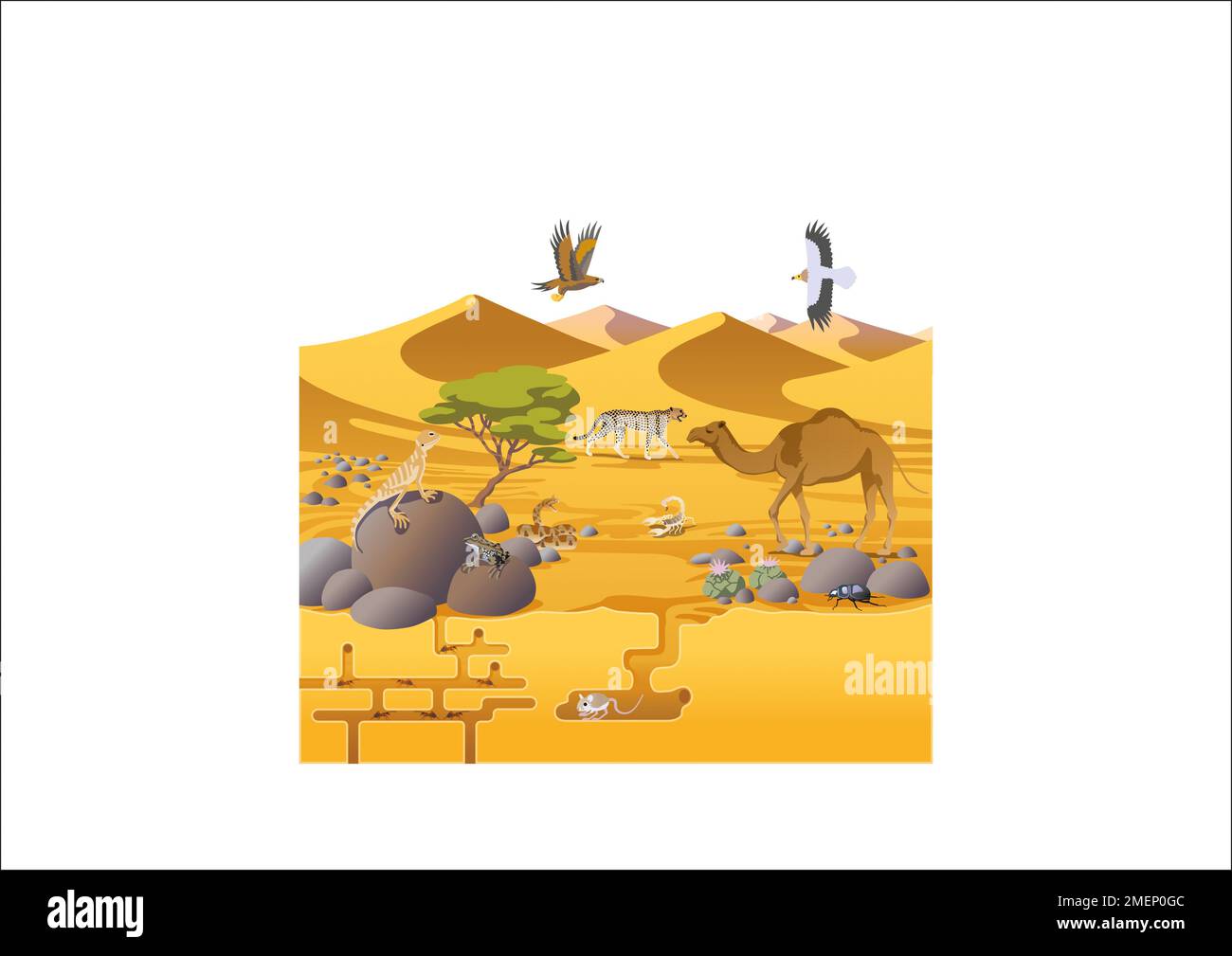 Learning about reptiles hi-res stock photography and images - Alamy