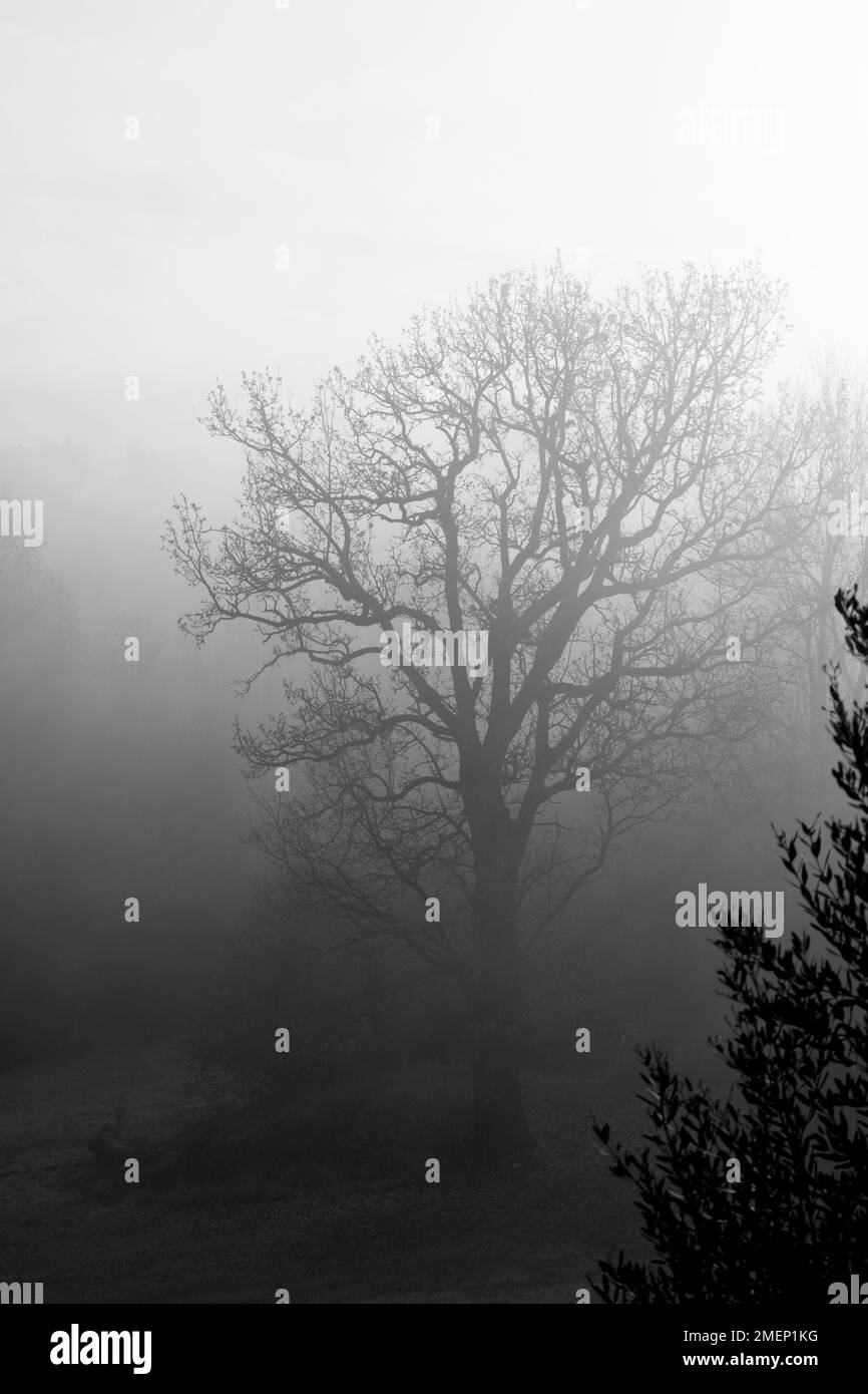 tree shrouded in fog Stock Photo - Alamy