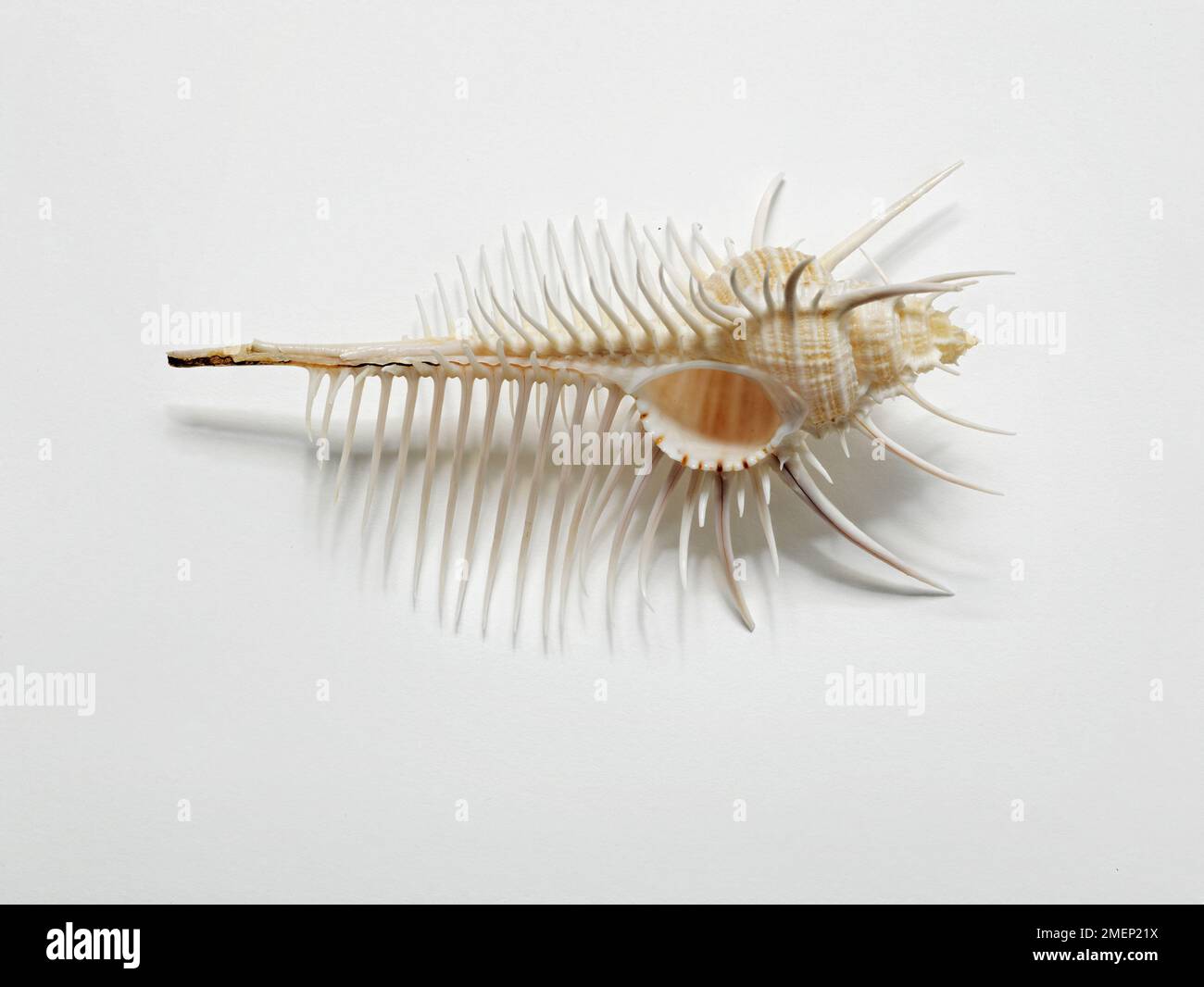Venus comb murex (Murex pecten), seashell with multiple spines Stock Photo - Alamy