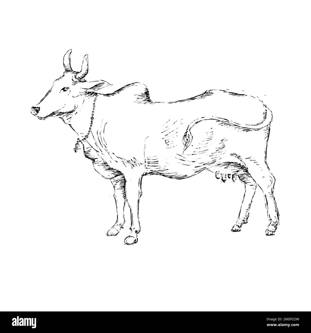 Indian Cow Drawing
