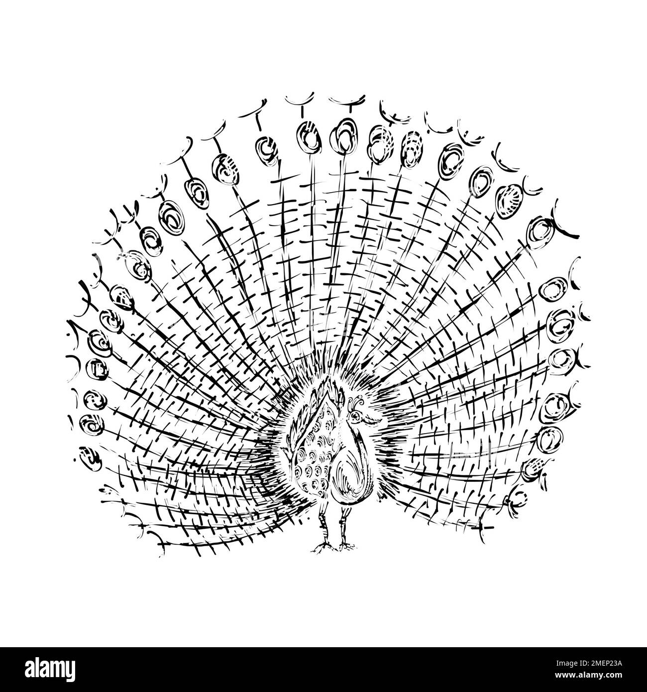 Animal peacock Cut Out Stock Images & Pictures - Alamy