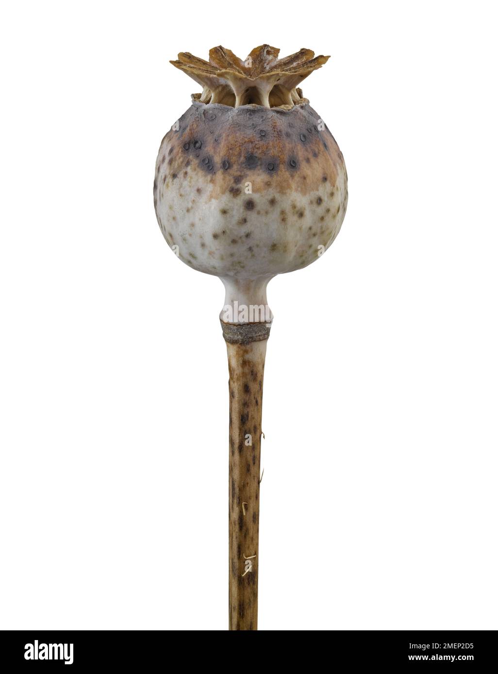 Poppy seed dispersal hi-res stock photography and images - Alamy