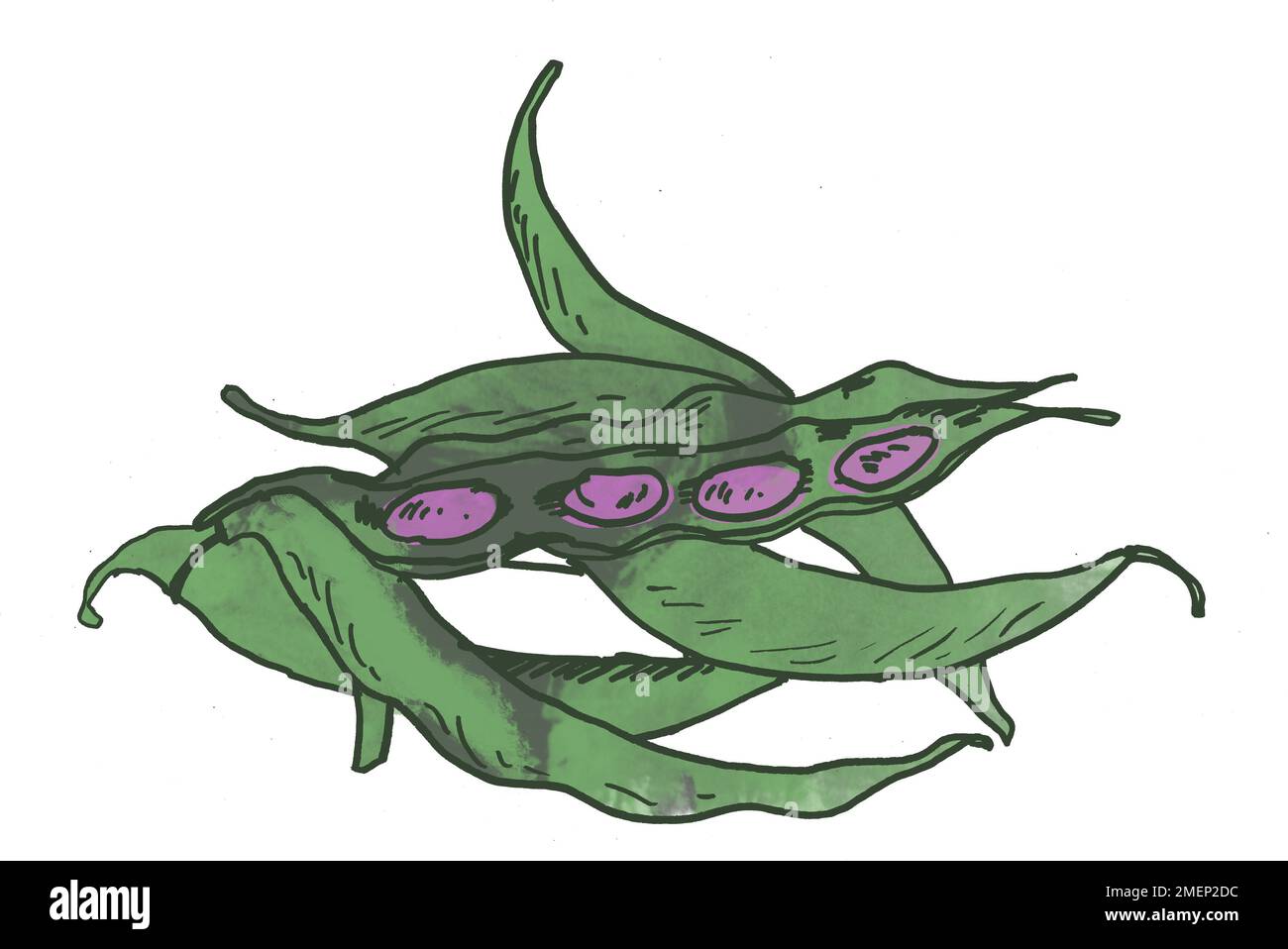 Green beans production Cut Out Stock Images & Pictures - Alamy