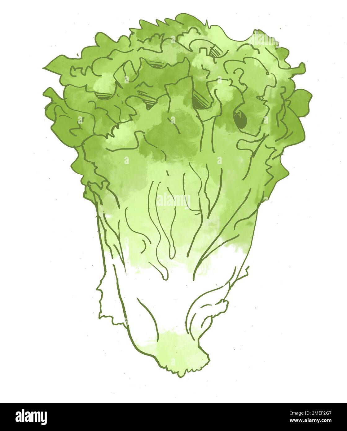 Lettuce and fruit Cut Out Stock Images & Pictures - Alamy