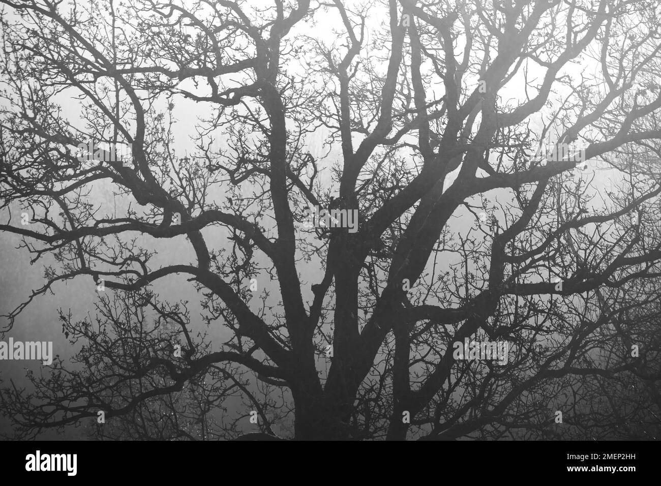 tree shrouded in fog Stock Photo - Alamy