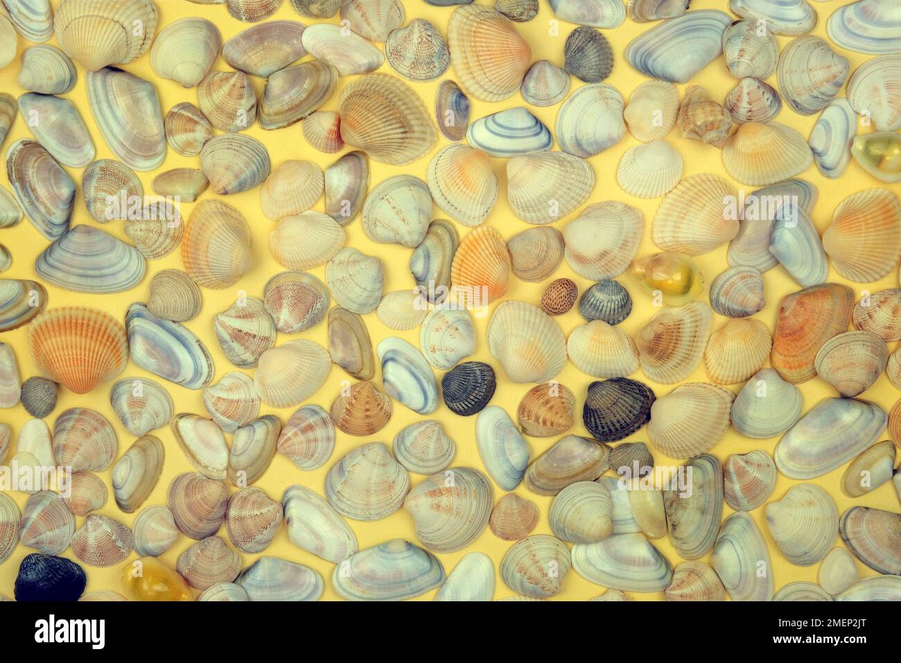 Sea shells on a yellow background. Vacation in coast. Top view Stock ...