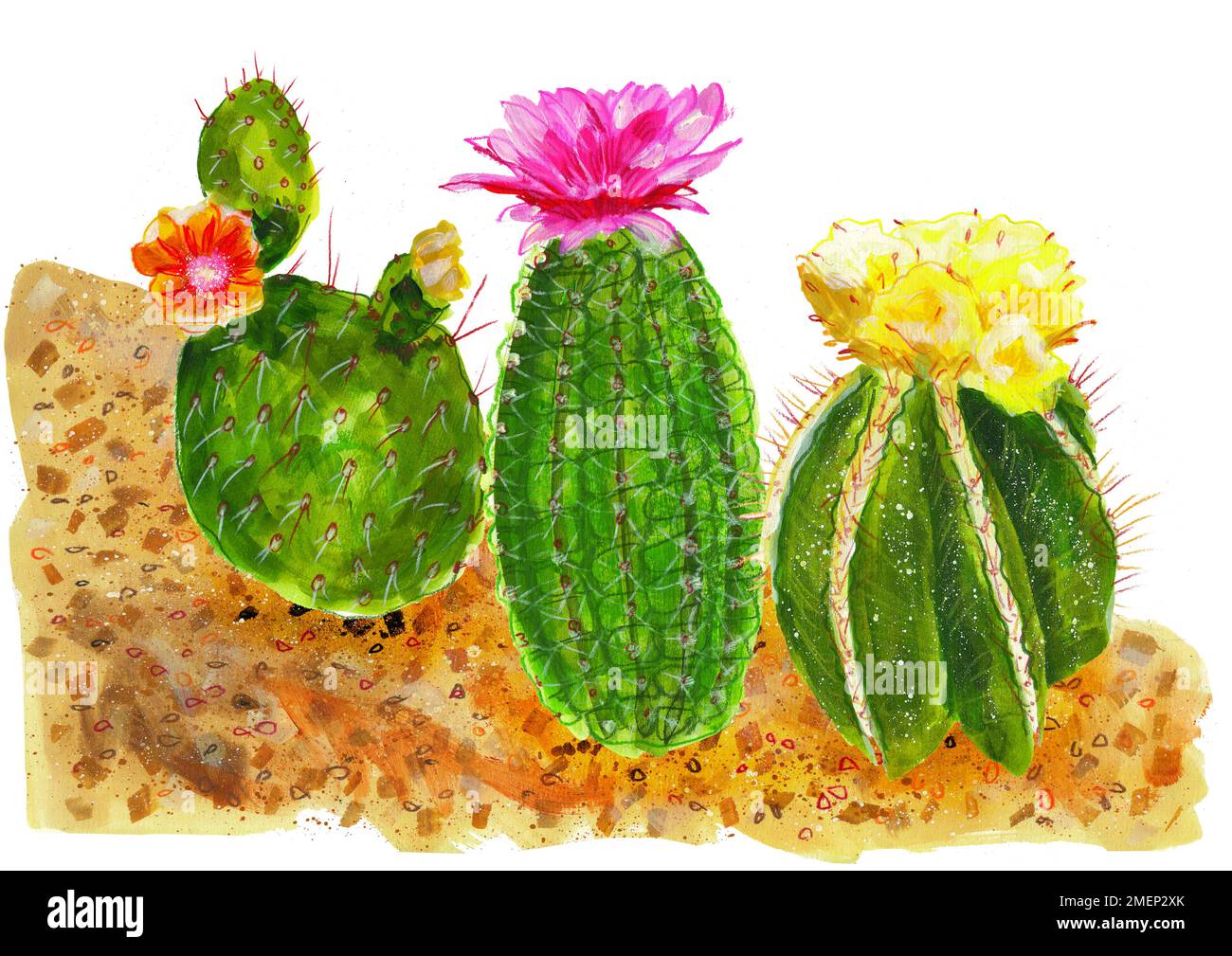 Cacti Cactus Cut Out Stock Images Pictures Alamy