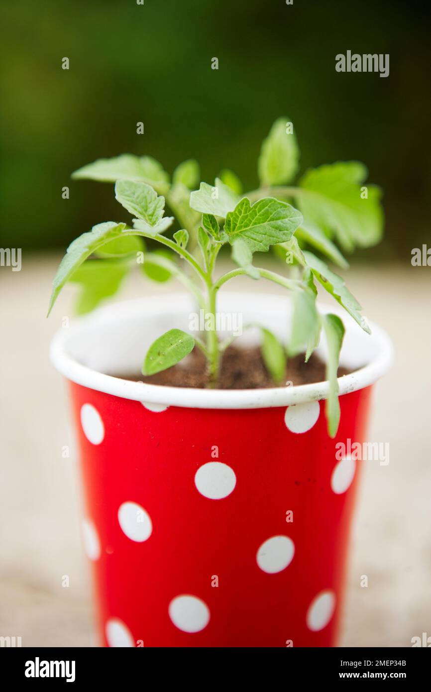 Young tomato plant growing in a red spotted paper cup Stock Photo - Alamy