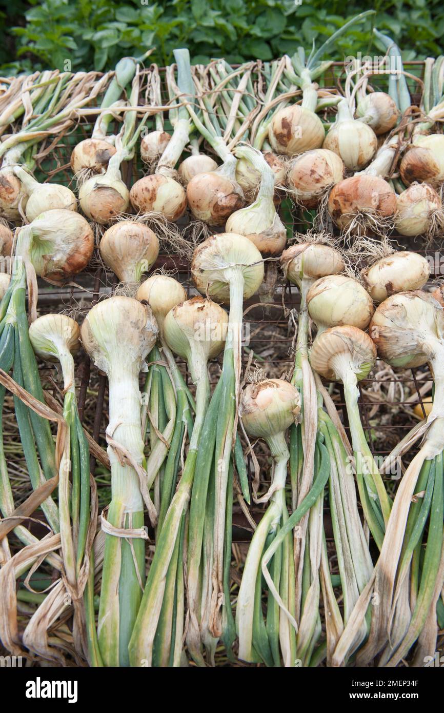 Onion rack hi-res stock photography and images - Alamy
