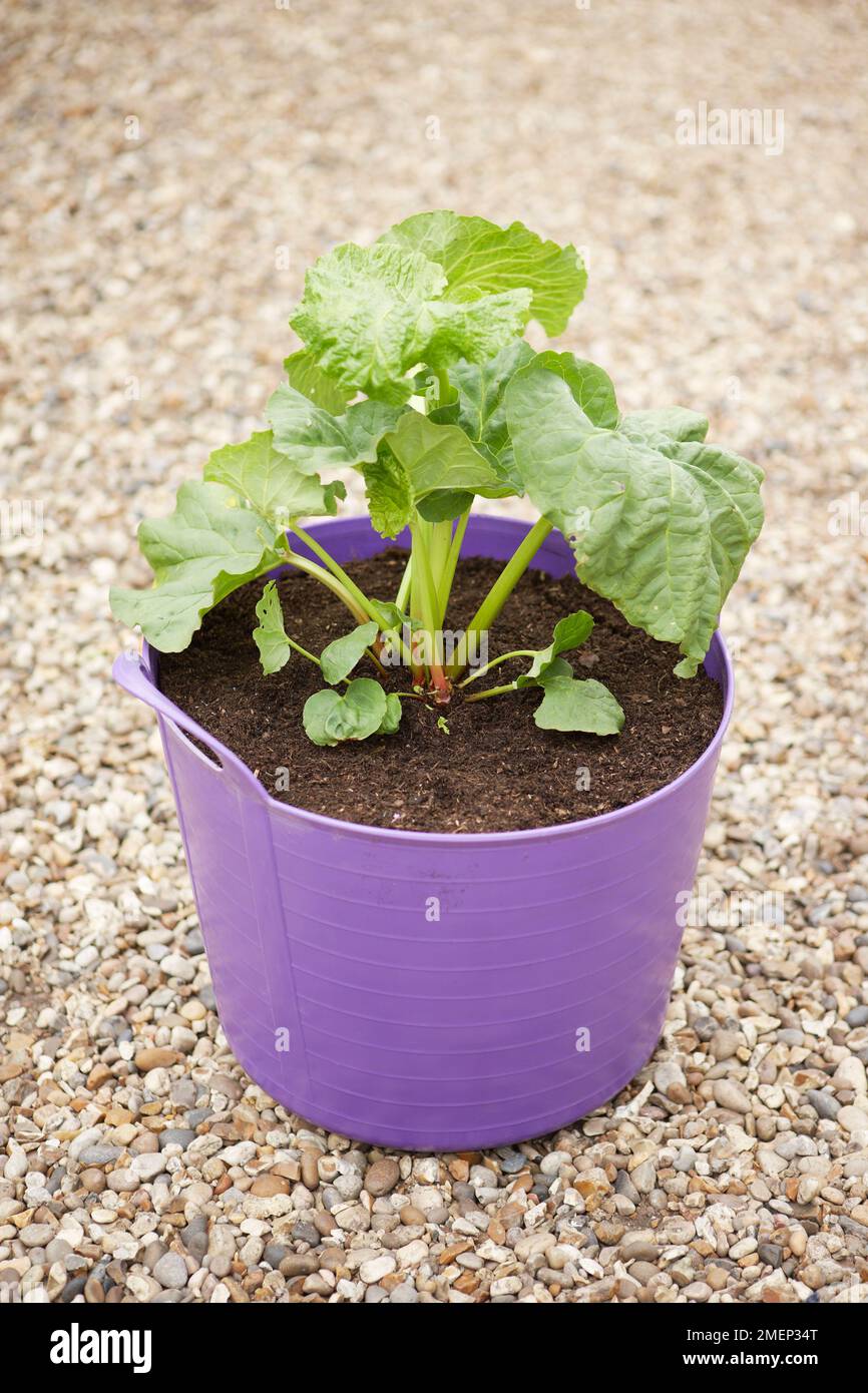 Young rhubarb plant growing in a purple tub Stock Photo - Alamy