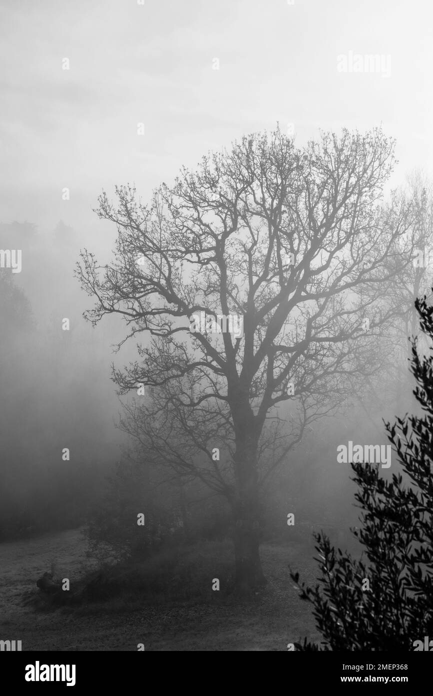 tree shrouded in fog Stock Photo - Alamy