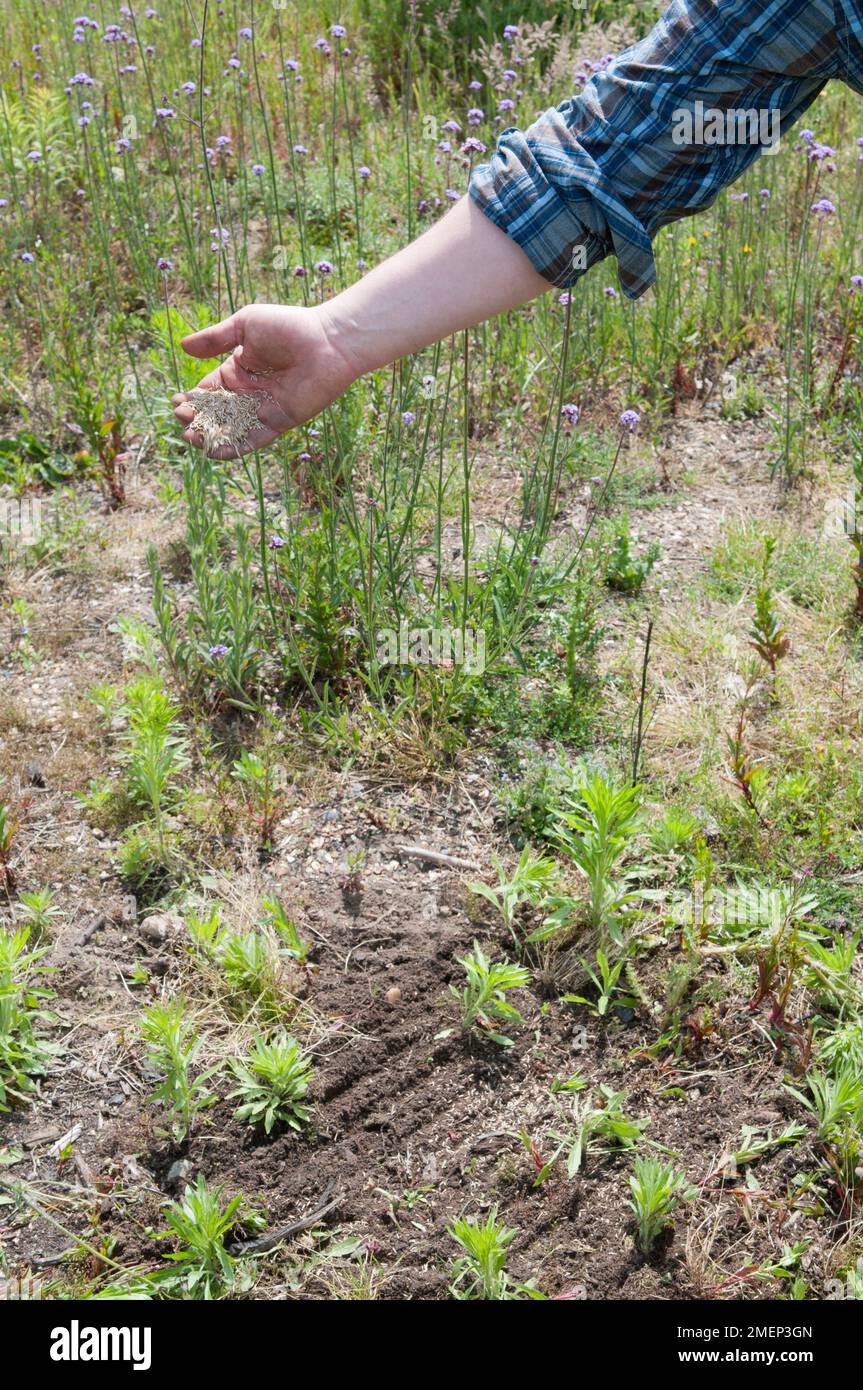 Scattering seed hi-res stock photography and images - Alamy