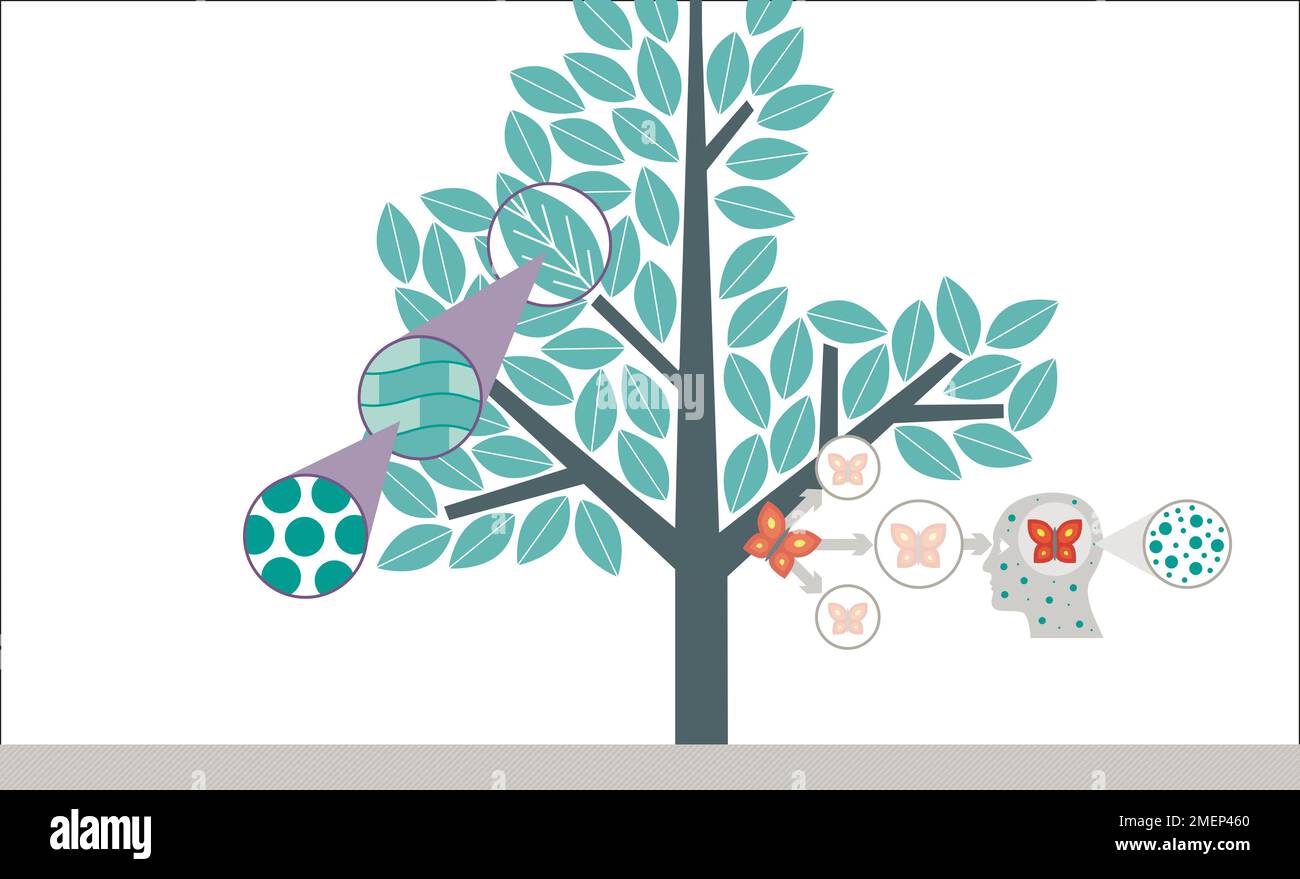 Illustration showing a tree Stock Photo - Alamy