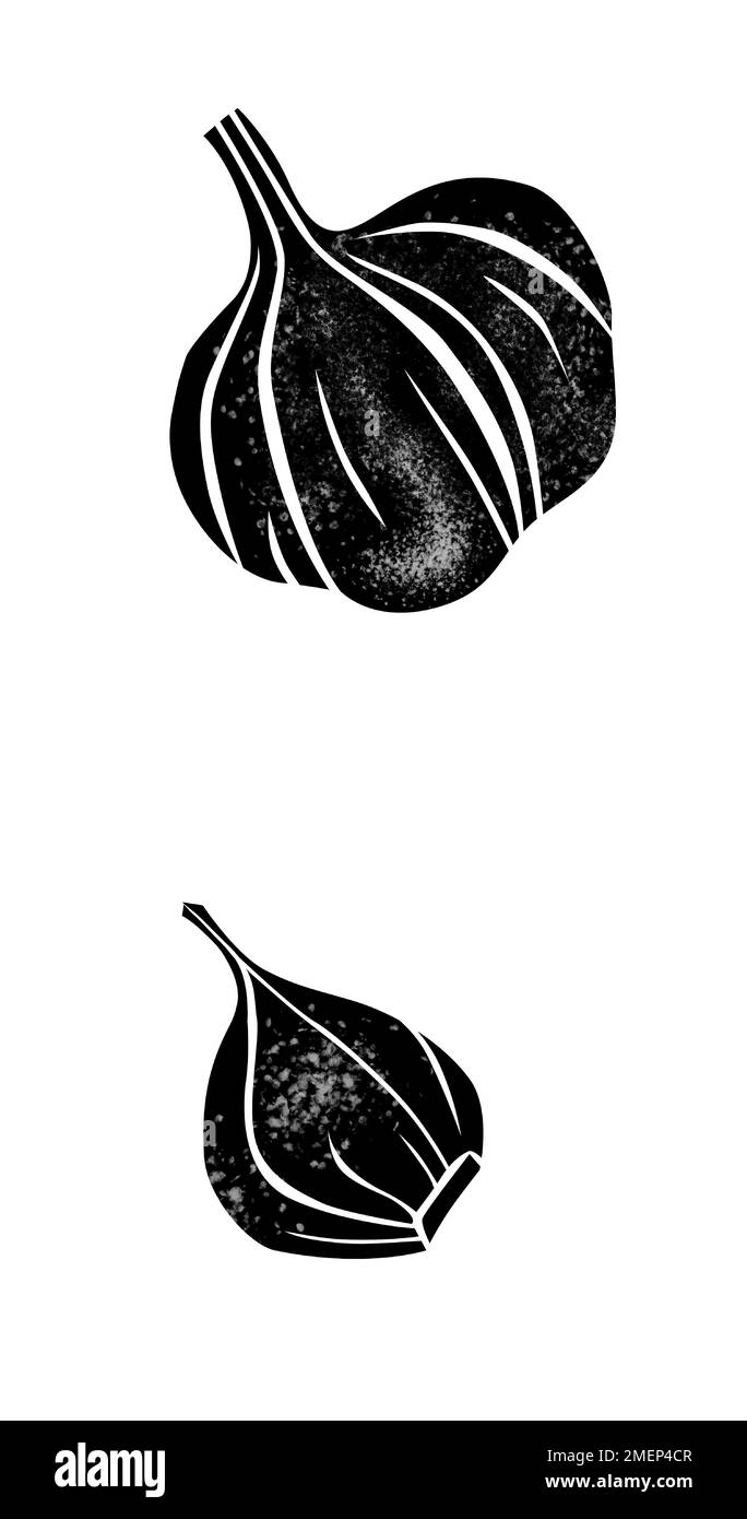 Garlic illustration Cut Out Stock Images & Pictures - Alamy