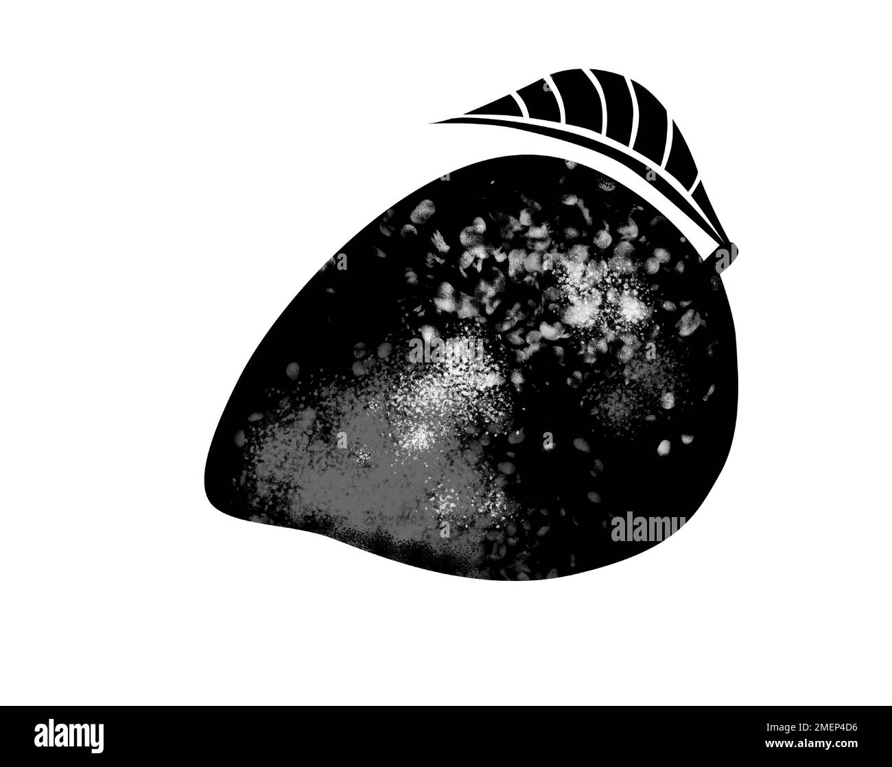 Mango fruit Black and White Stock Photos & Images - Alamy