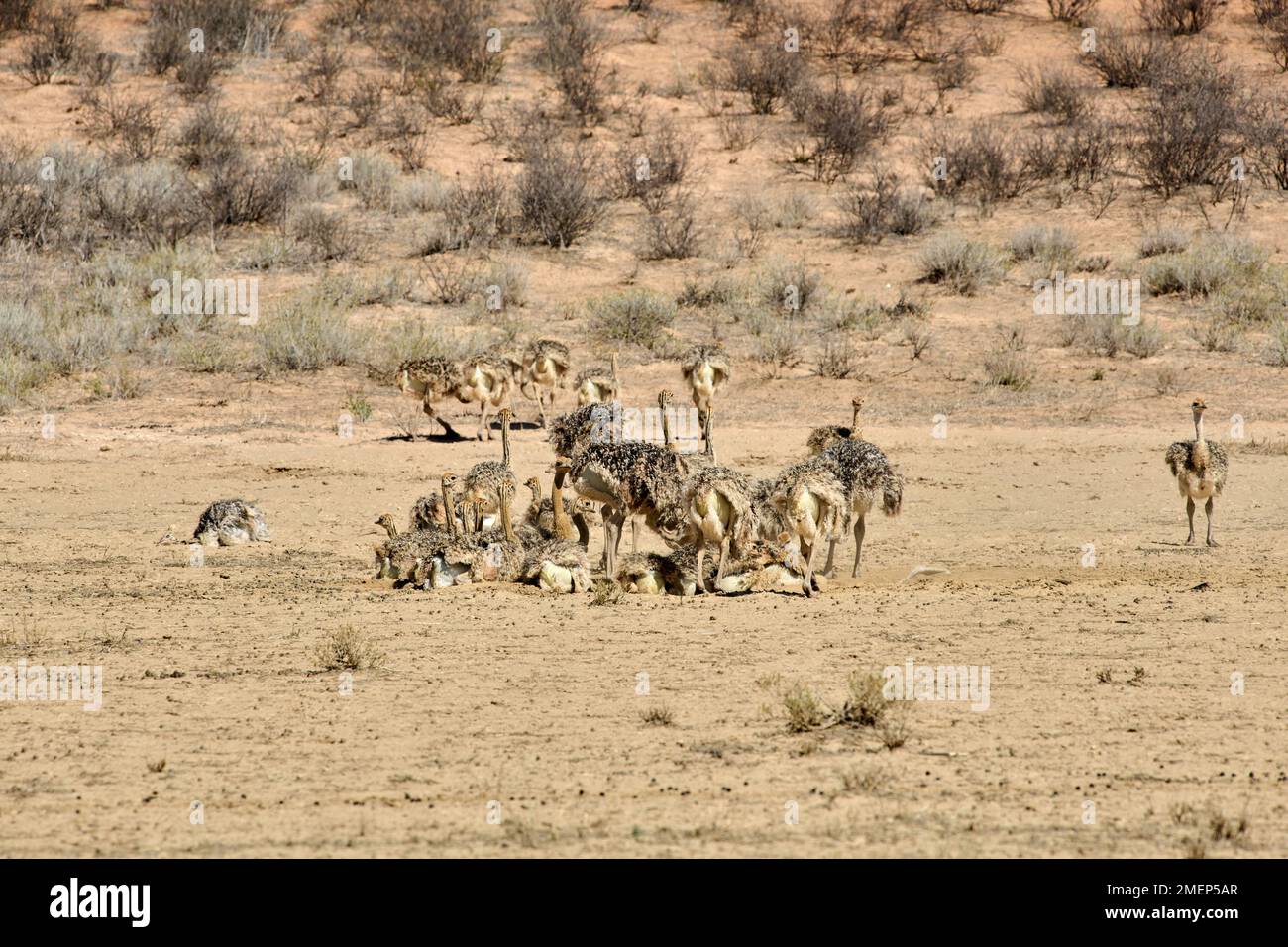 Ostrich preening hi-res stock photography and images - Alamy