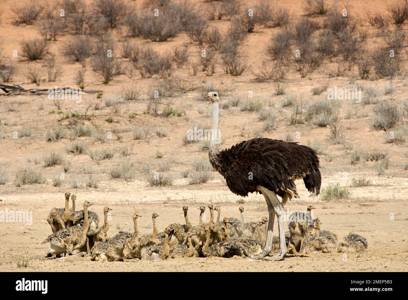 Ostrich preening hi-res stock photography and images - Alamy