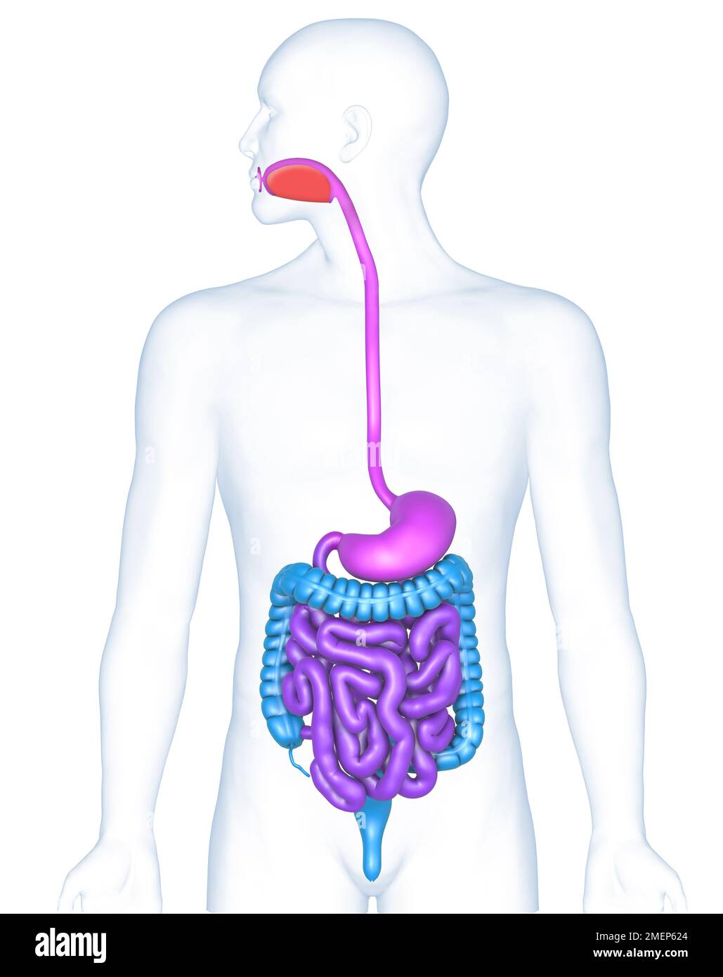 Human anus hi-res stock photography and images - Alamy