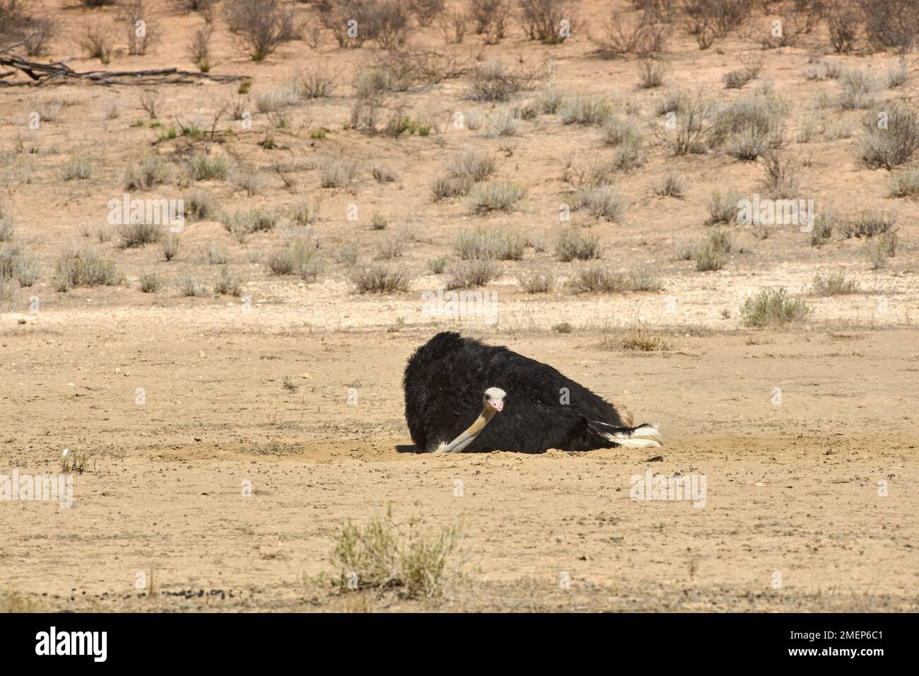 Adult Male Ostrich having dust bath Stock Photo - Alamy