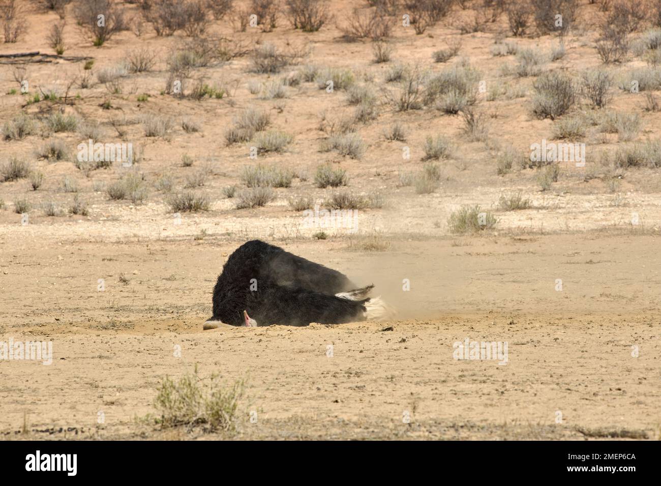 Bushcraft africa hi-res stock photography and images - Alamy