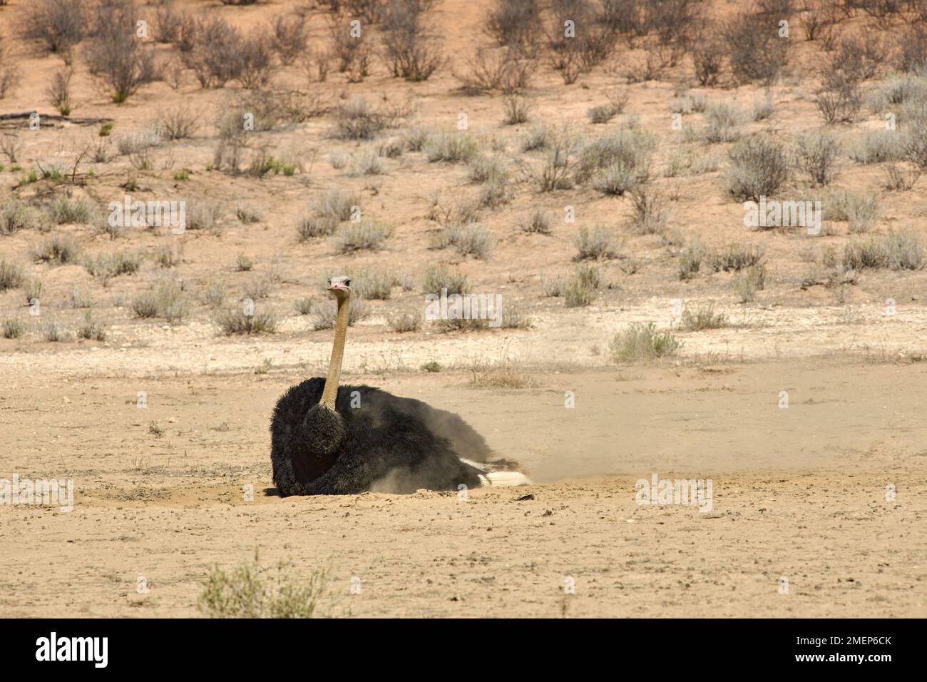 Adult Male Ostrich having dust bath Stock Photo - Alamy