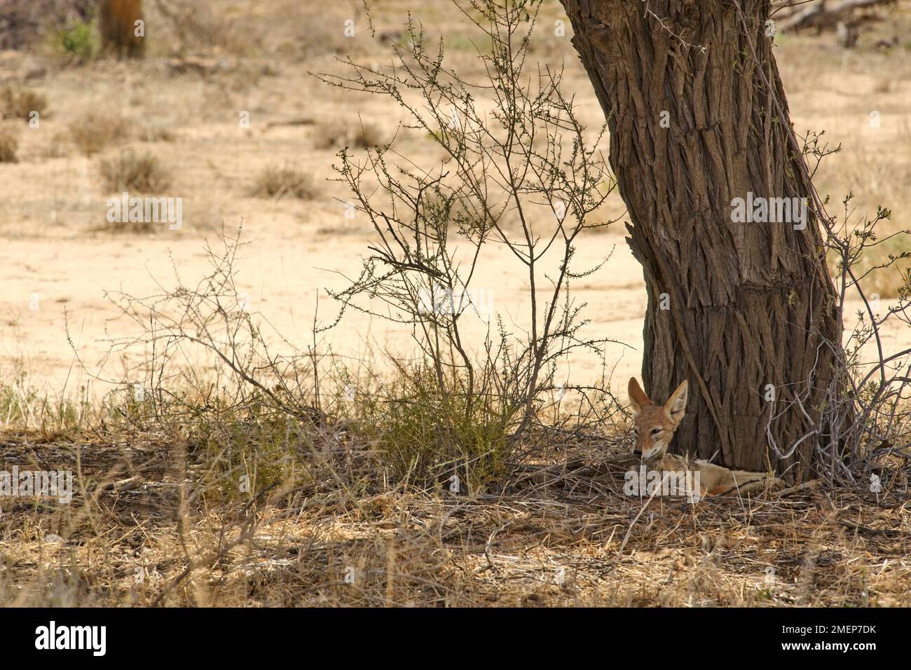 Black backed jackal under hi-res stock photography and images - Alamy
