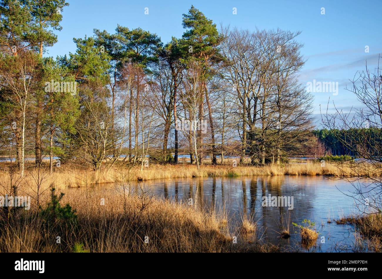 Trees, bushes and reeds, reflecting in the thin ice on a lake near ...