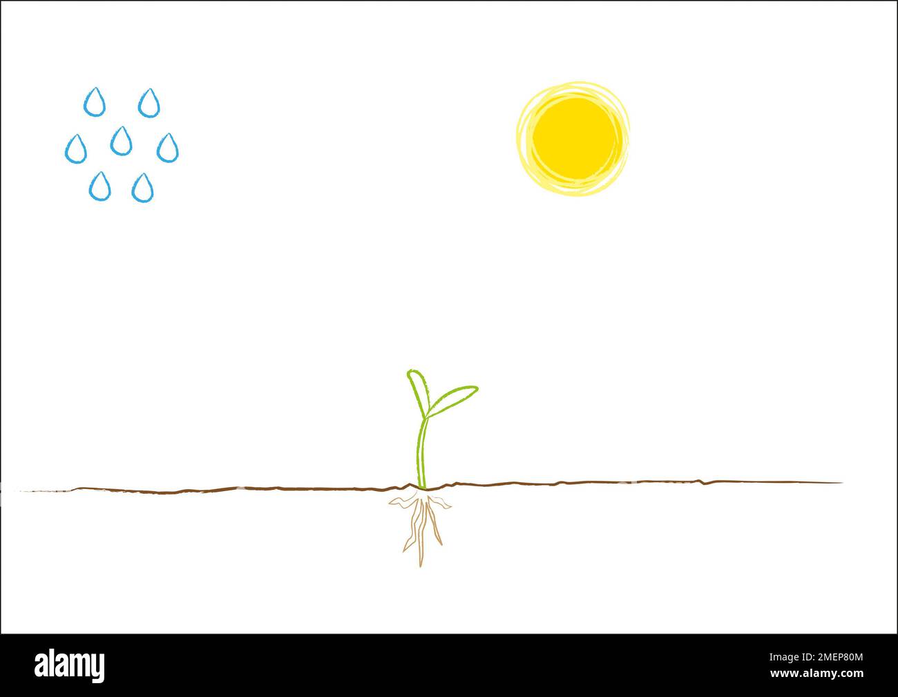 Botanical life cycle hi-res stock photography and images - Alamy