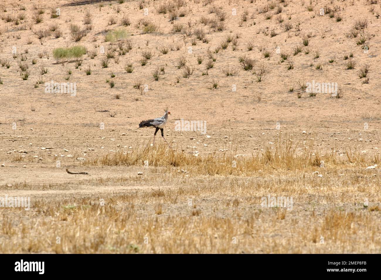 Secretarybird snake hi-res stock photography and images - Alamy Secretarybird snake hi-res stock photography and images - Alamy