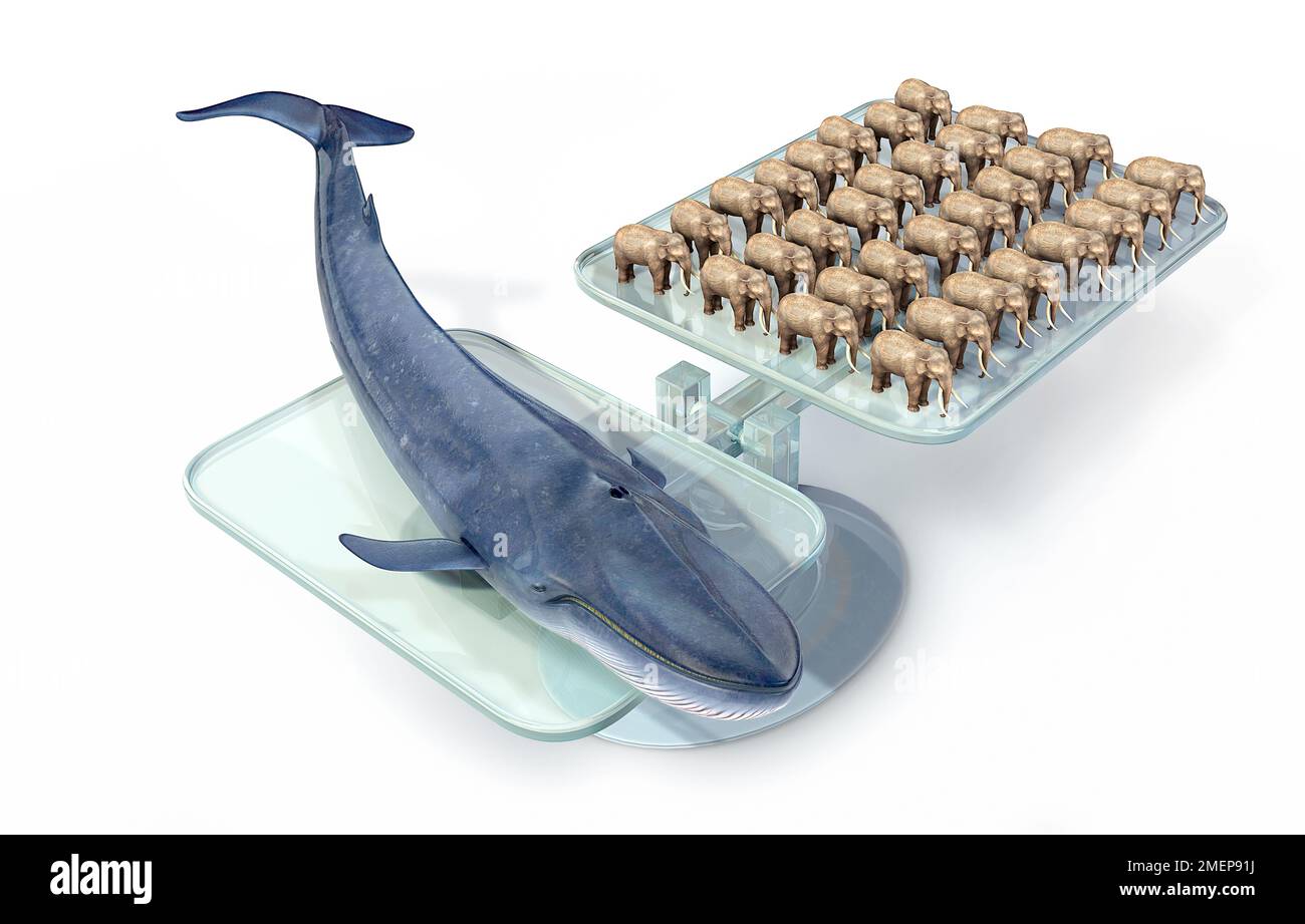 How heavy is a blue whale Stock Photo - Alamy