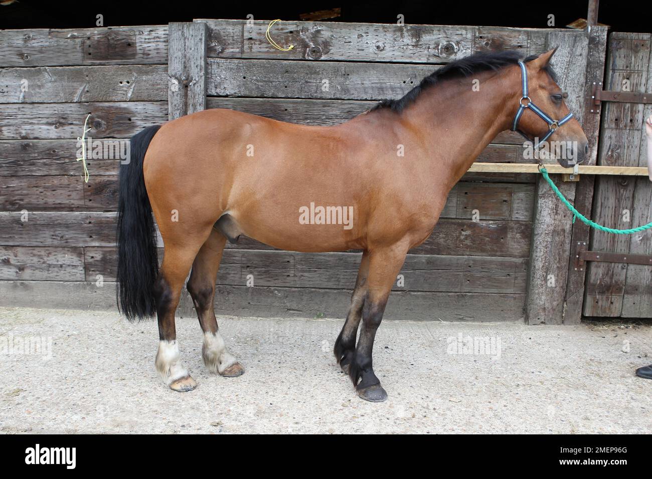 Bay pony at riding stables, side view Stock Photo - Alamy